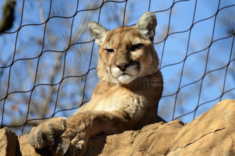 299 Puma Sitting Stock Photos - Free & Royalty-Free Stock Photos from ...