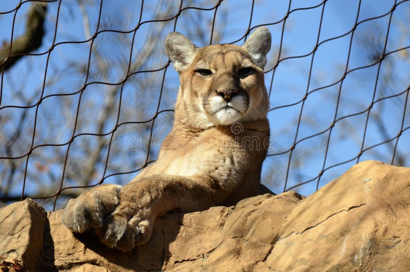 299 Puma Sitting Stock Photos - Free & Royalty-Free Stock Photos from ...