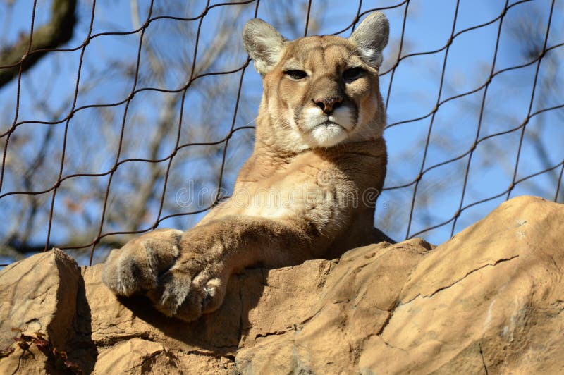 Puma stock image. Image of park, explore, adult, nature - 80557267