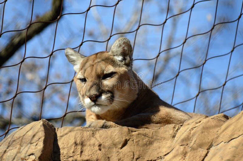 299 Puma Sitting Stock Photos - Free & Royalty-Free Stock Photos from ...