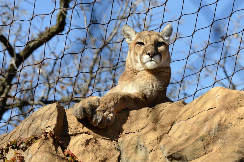 299 Puma Sitting Stock Photos - Free & Royalty-Free Stock Photos from ...