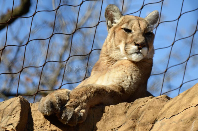 299 Puma Sitting Stock Photos - Free & Royalty-Free Stock Photos from ...