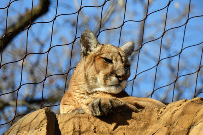 Puma stock photo. Image of calm, focused, bottom, backdrop - 80558086
