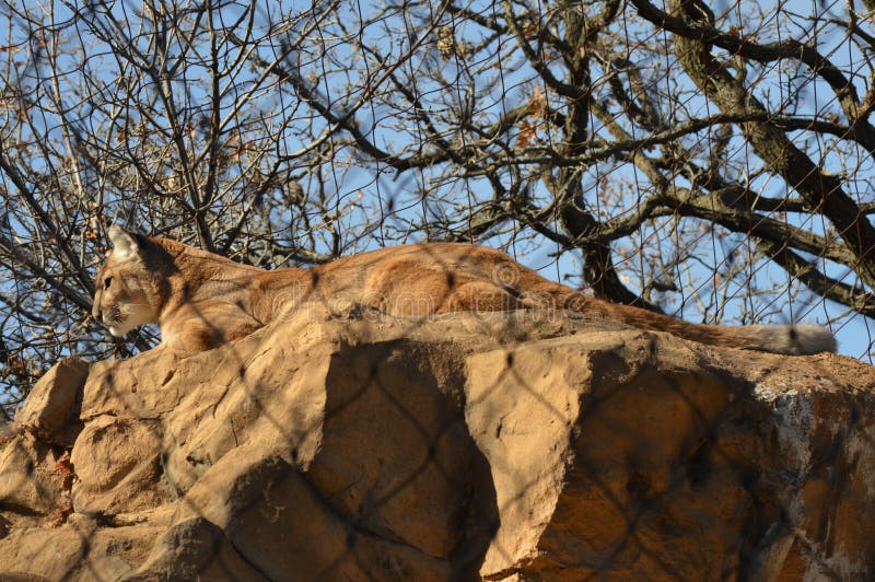Puma stock image. Image of eyes, green, fierce, lion - 80558949