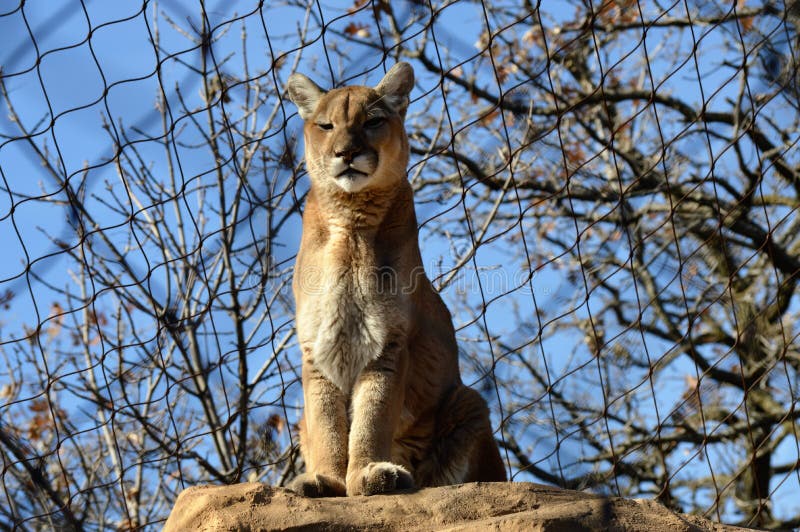 Puma Sitting on Rocks stock photo. Image of cougar, prowling - 26421050