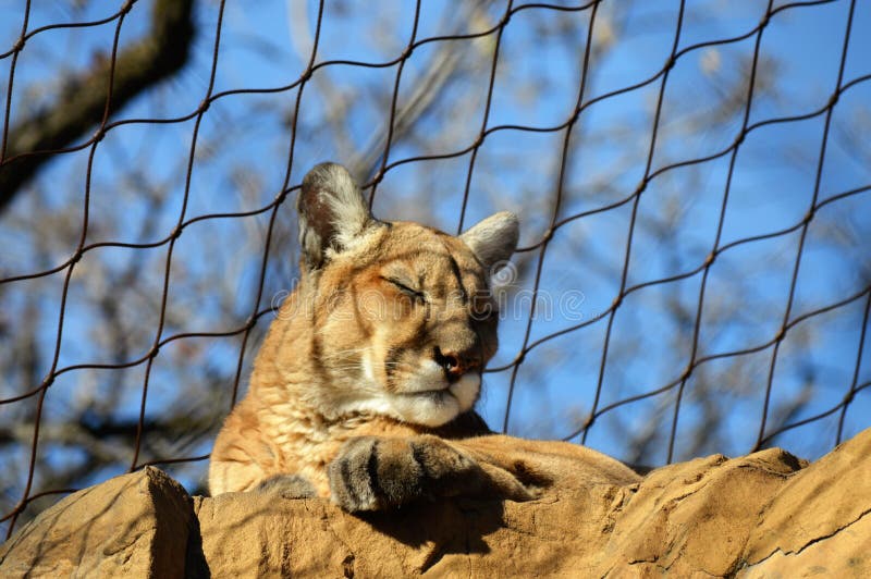 Puma Sitting on Rocks stock photo. Image of cougar, prowling - 26421050