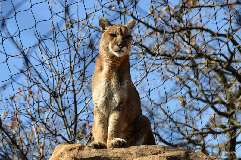 Puma stock photo. Image of edge, focused, natural, detail - 80559960