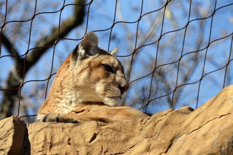 Puma stock image. Image of park, green, mountain, natural - 80559965