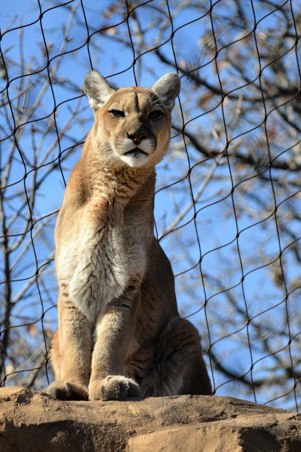 299 Puma Sitting Stock Photos - Free & Royalty-Free Stock Photos from ...