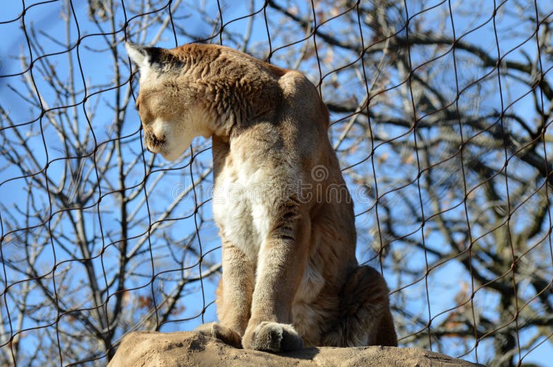 299 Puma Sitting Stock Photos - Free & Royalty-Free Stock Photos from ...