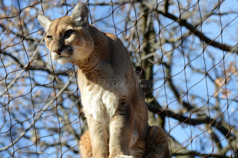 299 Puma Sitting Stock Photos - Free & Royalty-Free Stock Photos from ...