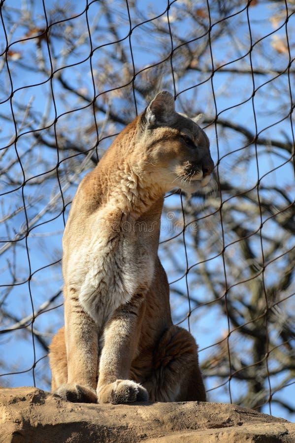 299 Puma Sitting Stock Photos - Free & Royalty-Free Stock Photos from ...