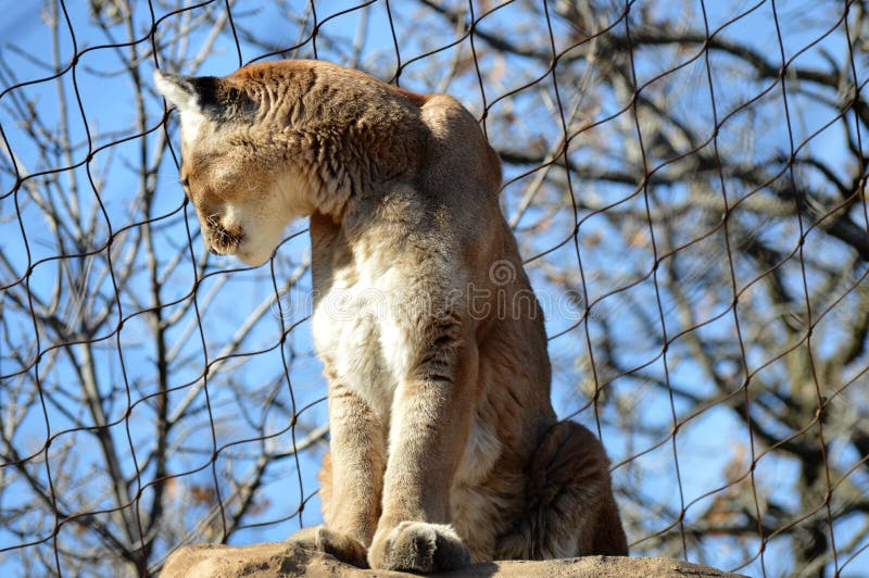 299 Puma Sitting Stock Photos - Free & Royalty-Free Stock Photos from ...