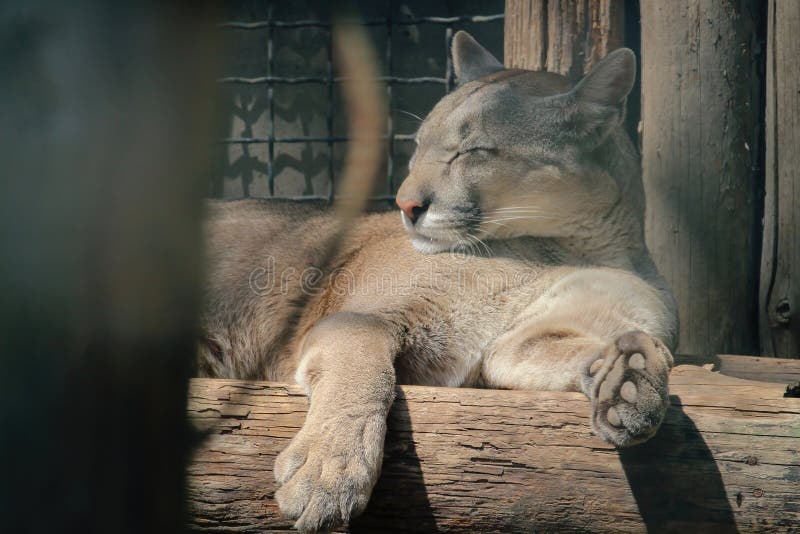A Puma Sleeping in a Sunny Spot Stock Image - Image of asleep, relax ...