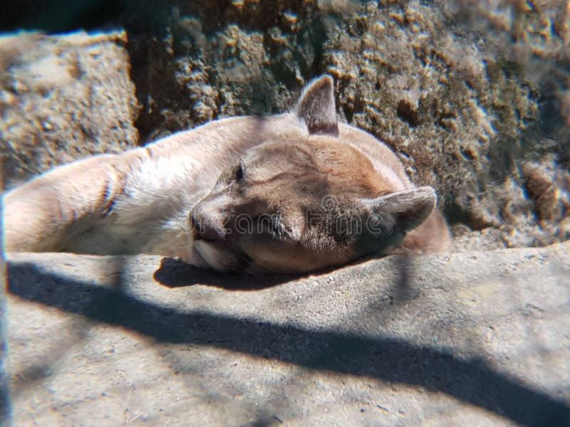 Puma sleeping in a zoo stock photo. Image of wildlife - 113672692