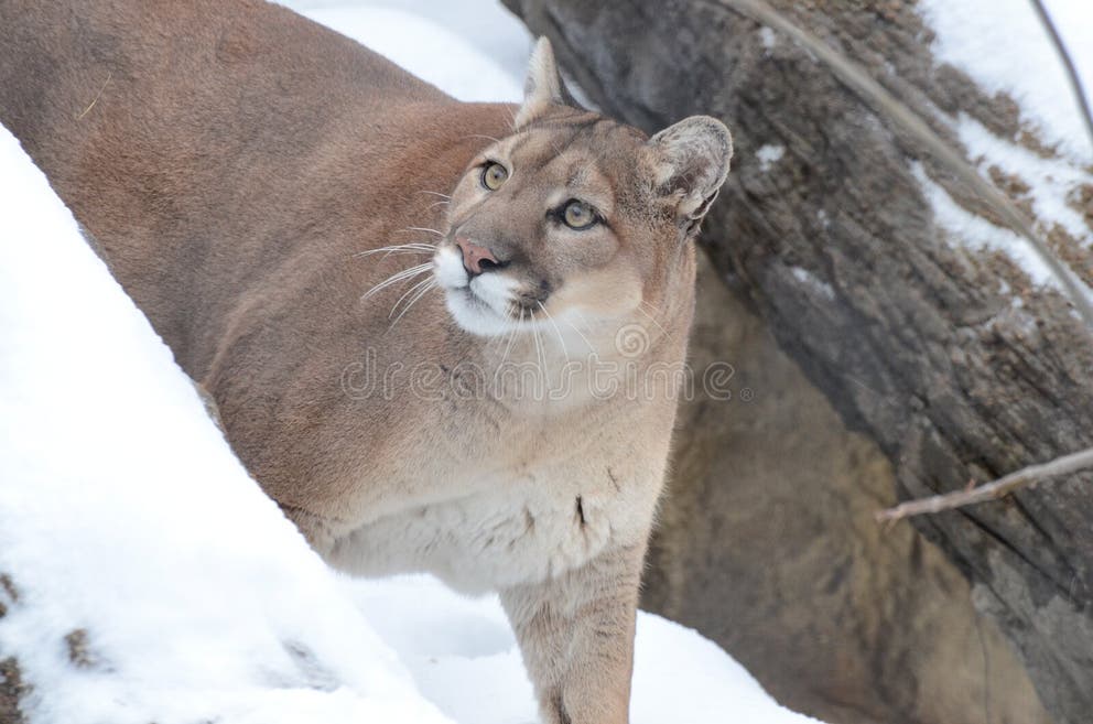 Puma in snow stock photo. Image of looking, buff, look - 33563442