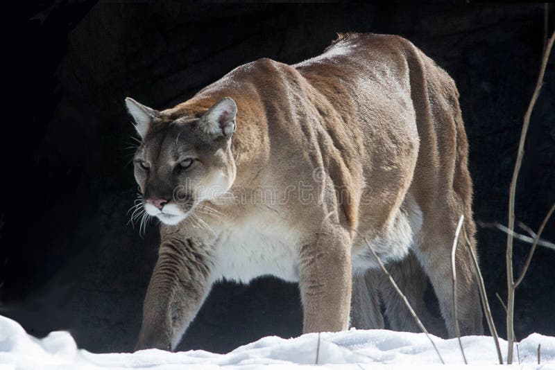 PUMA- in the Snow stock image. Image of mammals, jaguar - 51191459