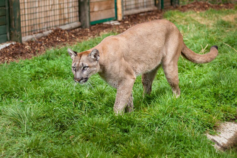 Puma Stalking through Enclosure Stock Image - Image of species, fauna ...