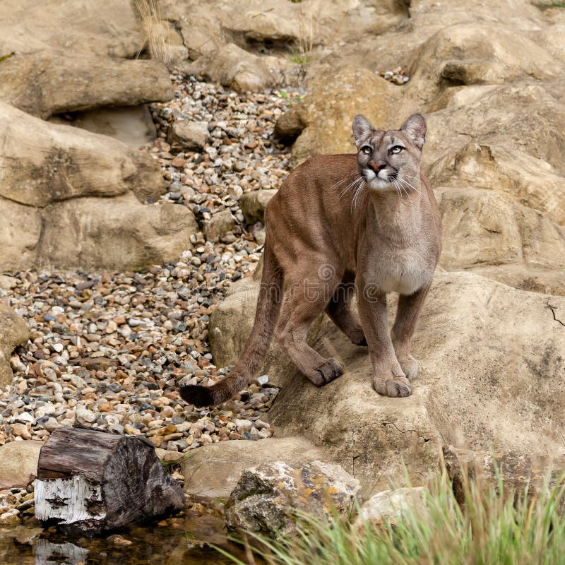 Puma Sitting on Rocks stock photo. Image of cougar, prowling - 26421050