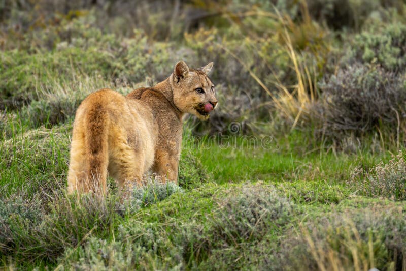 Puma Stands Licking Lips in Bushy Scrubland Stock Photo - Image of ...