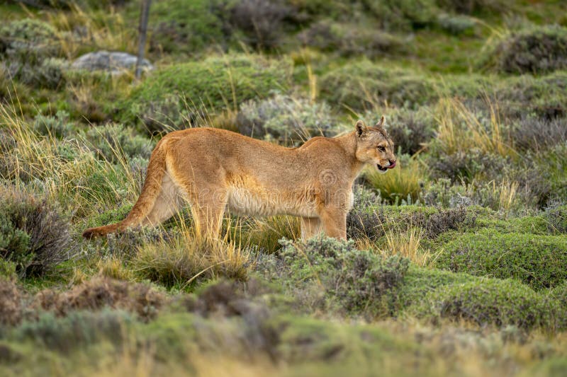 Puma Stands Licking Lips on Bushy Scrubland Stock Image - Image of ...