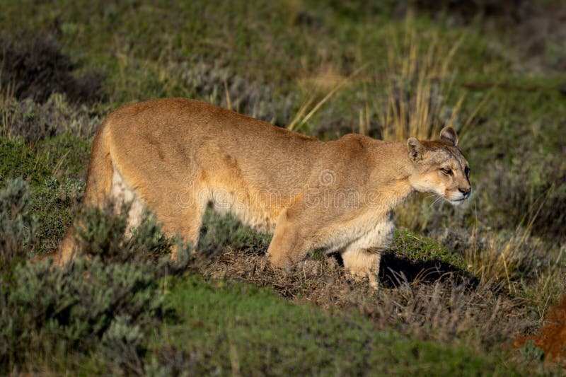 Puma Stands in Pre-Andean Scrubland in Sunshine Stock Photo - Image of ...