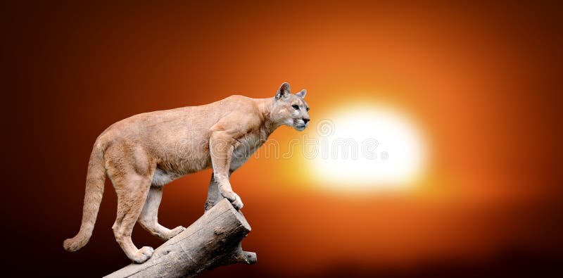 Puma stands on a tree stock photo. Image of concolor - 77835266