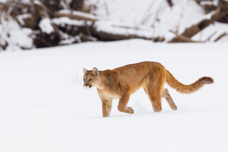 Puma sur une chasse image stock. Image du féroce, fermer - 84998429