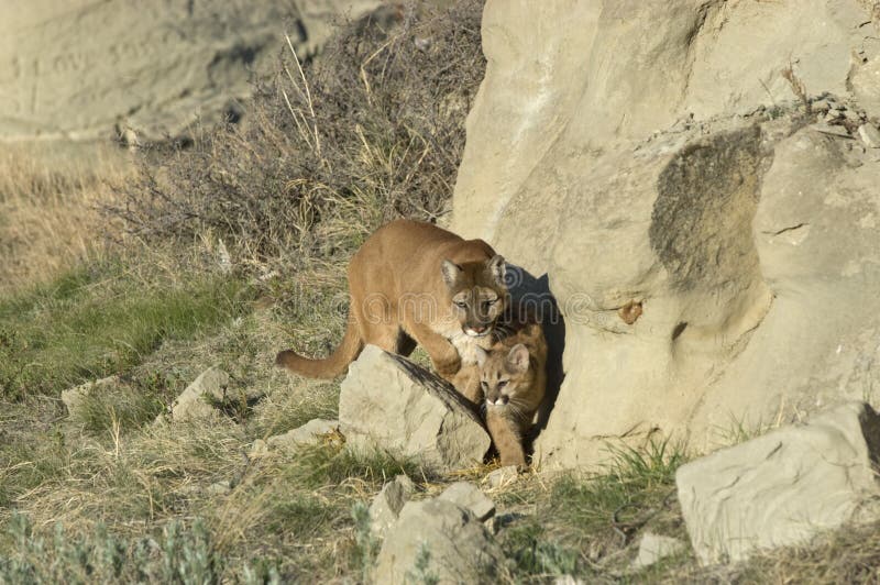 Pumasprung stockbild. Bild von nave, puma, katze, nord - 6388897