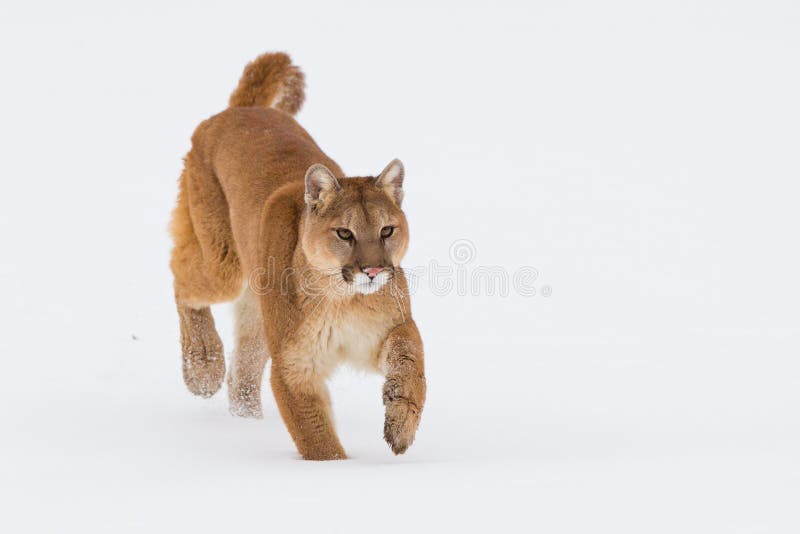 Puma walking in snow stock photo. Image of cougar, mammal - 84998414