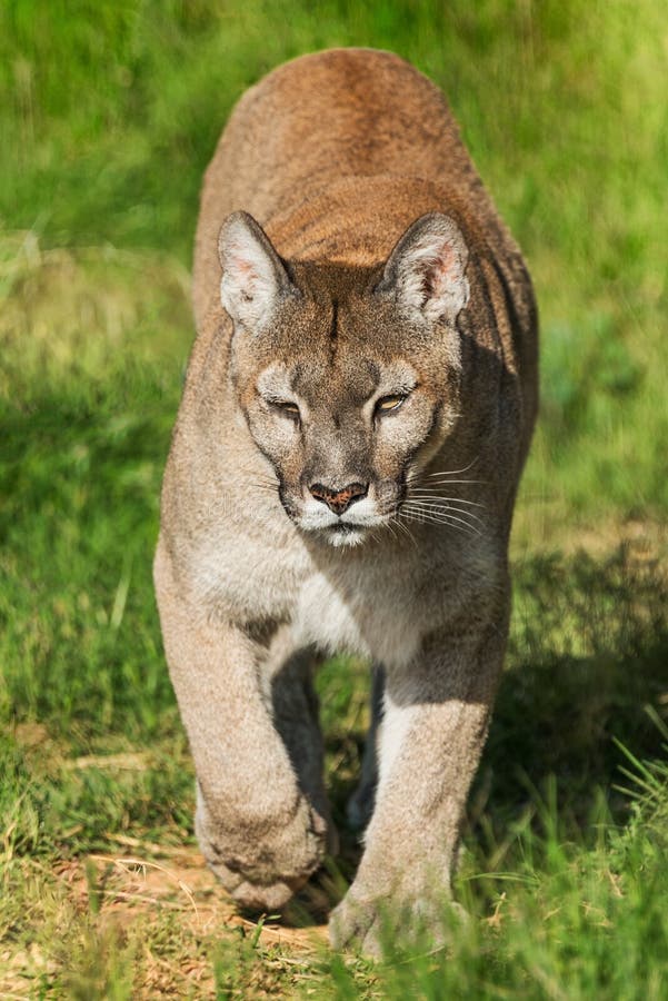 Puma walking to the camera stock photo. Image of close - 86086402