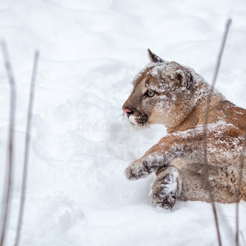 Puma in the Woods, Mountain Lion, Single Cat on Snow Stock Image ...