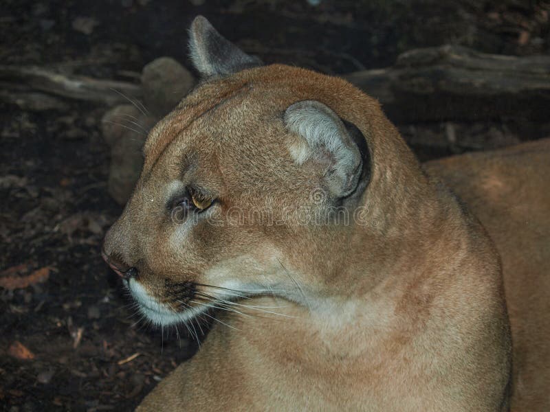 Puma, León De Montaña Norteamericano, Puma Concolor Imagen de archivo ...