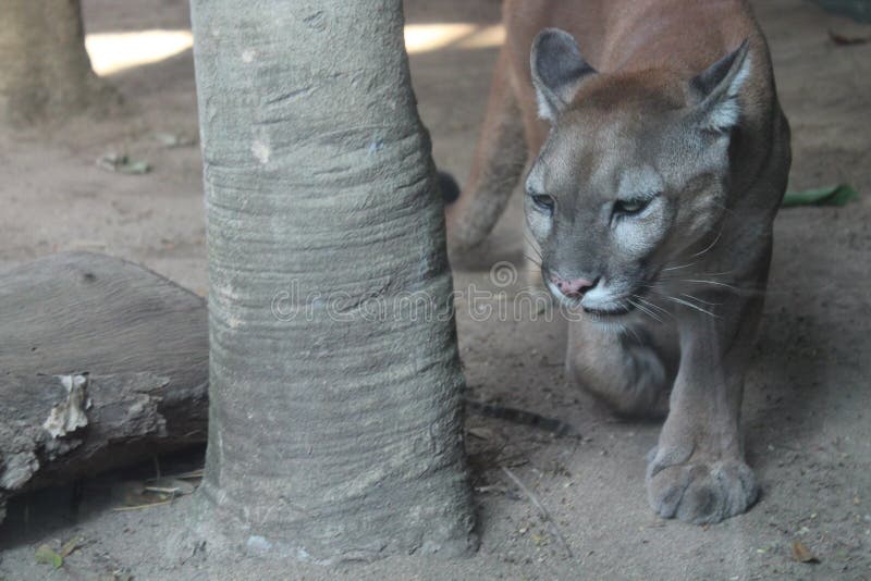 Puma in the zoo stock photo. Image of climbing, ecosistemic - 52569046