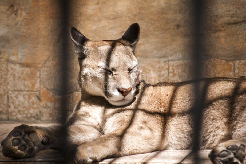 Puma lying stock photo. Image of shot, nature, animal - 51814580