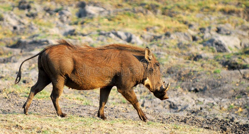 Pumba stock image. Image of family, brownish, brown, wildlife - 7245265