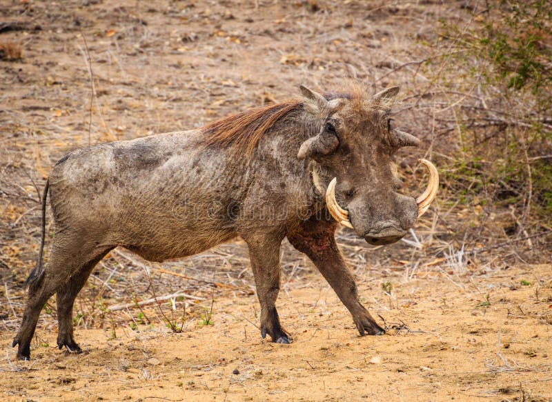Pumba stock foto. Image of kruger, avontuur, park, reis - 80707866