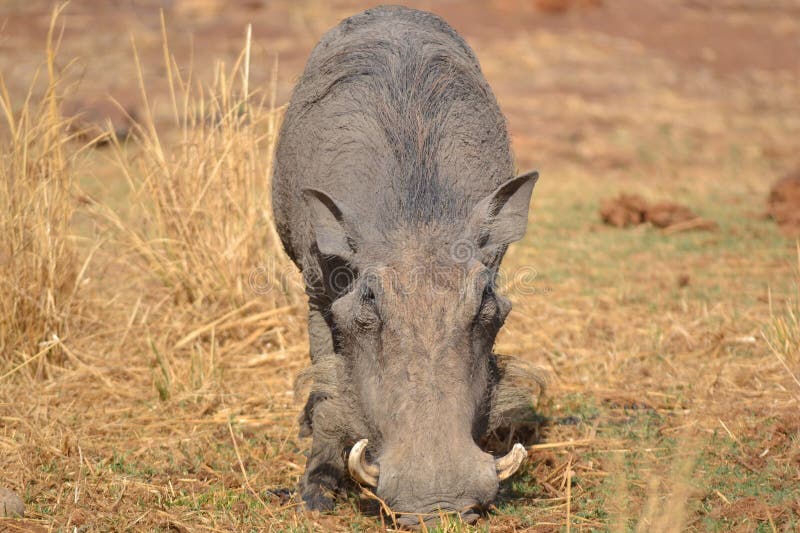 Pumba enjoying some grass stock image. Image of grass - 346757129