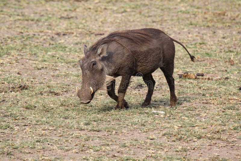 Pumba stock image. Image of withered, piglet, wildlife - 153477653