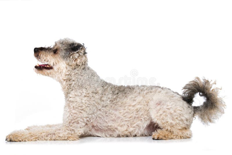 Pumi Dog on White Background Stock Image - Image of pumi, adorable ...