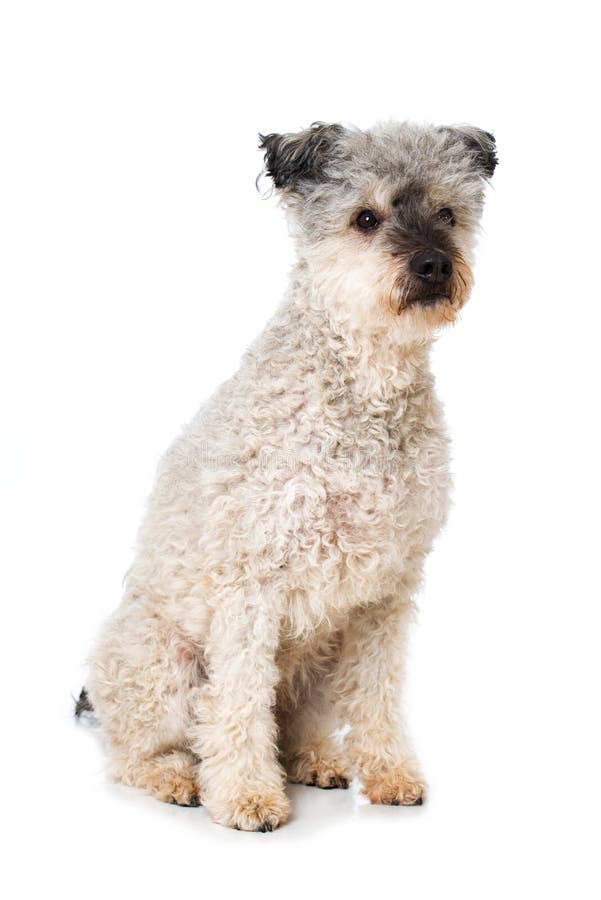 144 Pumi Dog Stock Photos - Free & Royalty-Free Stock Photos from ...