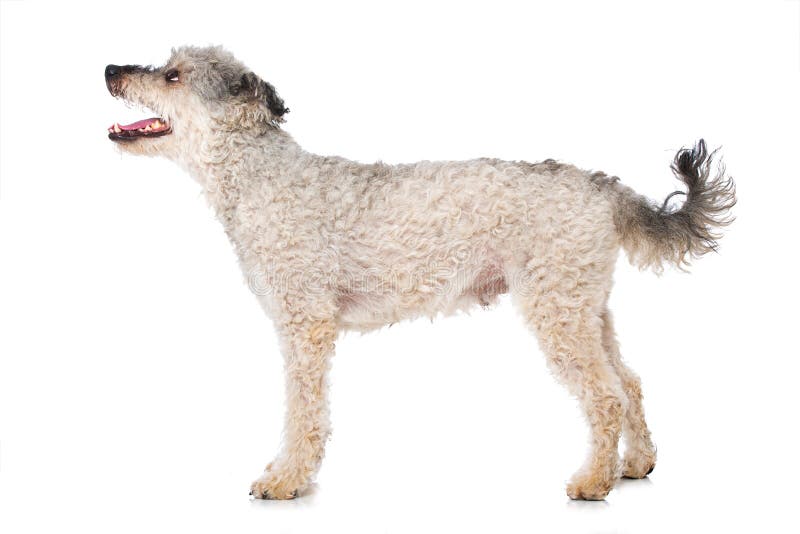 Pumi Dog on White Background Stock Image - Image of pumi, adorable ...