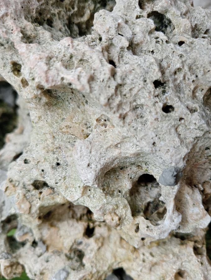 Pumice Stone or Cavity Stone Stock Photo - Image of invertebrate ...