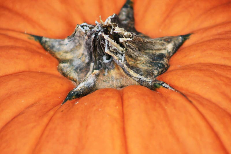 Pumkin stock photo. Image of ingredient, seasonal, vegetable - 11697778