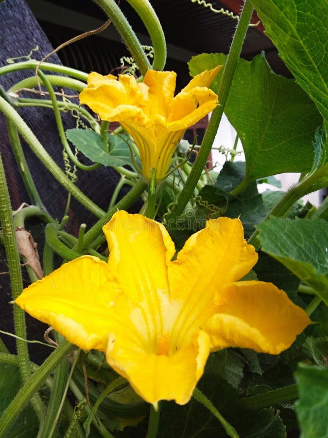 Bunga Labu Stock Photos - Free & Royalty-Free Stock Photos from Dreamstime