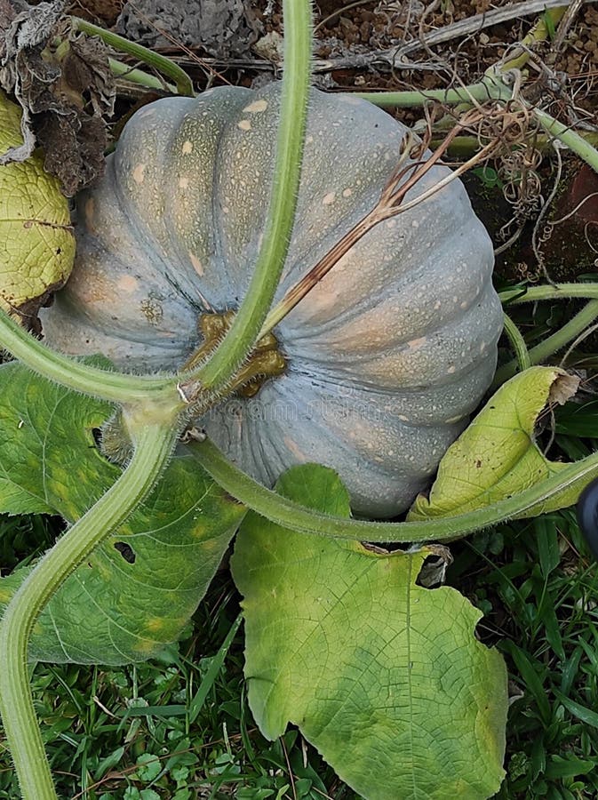 Pumkin stock image. Image of food, halloween, garden - 265932455
