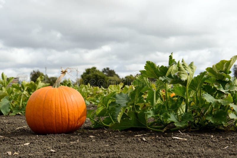 Pumkin patch stock image. Image of holiday, patch, agriculture - 34252077