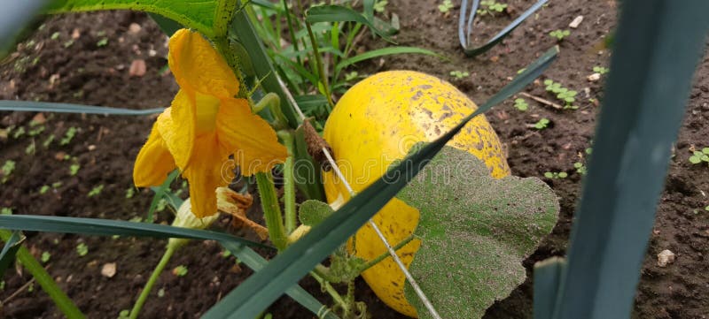 Pumking and its flower stock image. Image of branch - 204242605