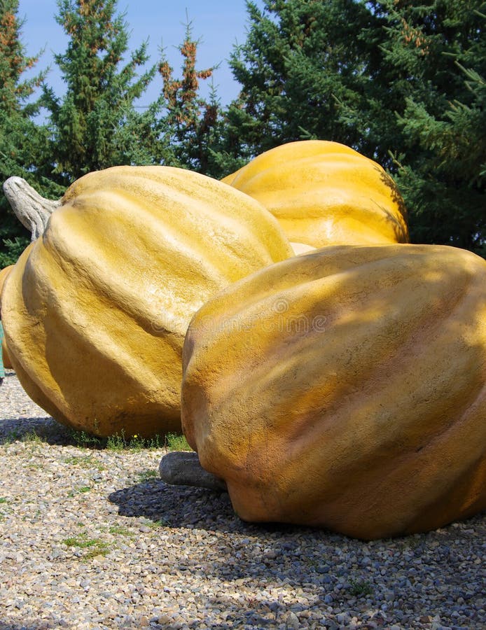 Pumkins stock photo. Image of decorative, spooky, vegatable - 59197892