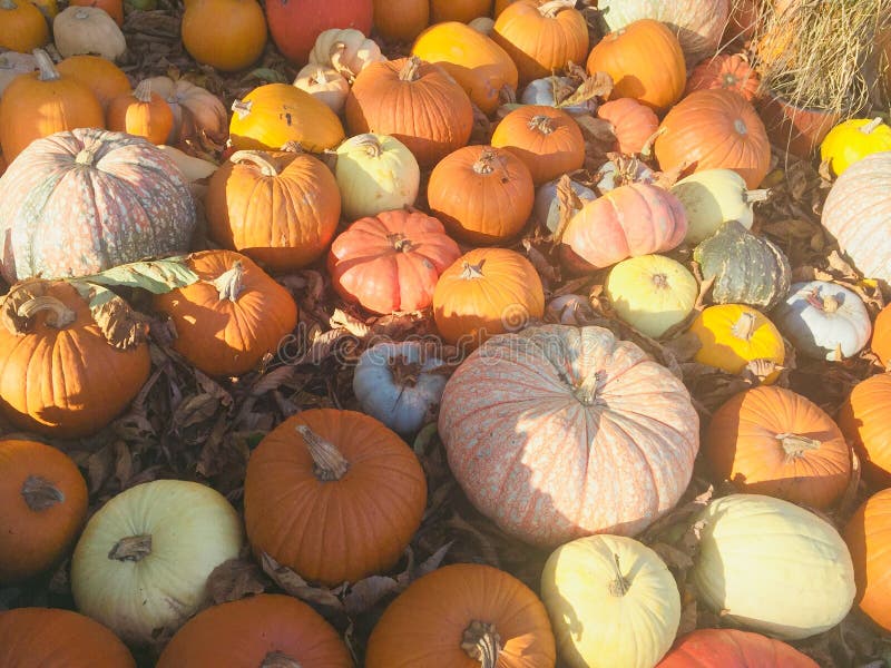 Pumpkins of Different Colours Stock Image - Image of halloween, pumkins ...